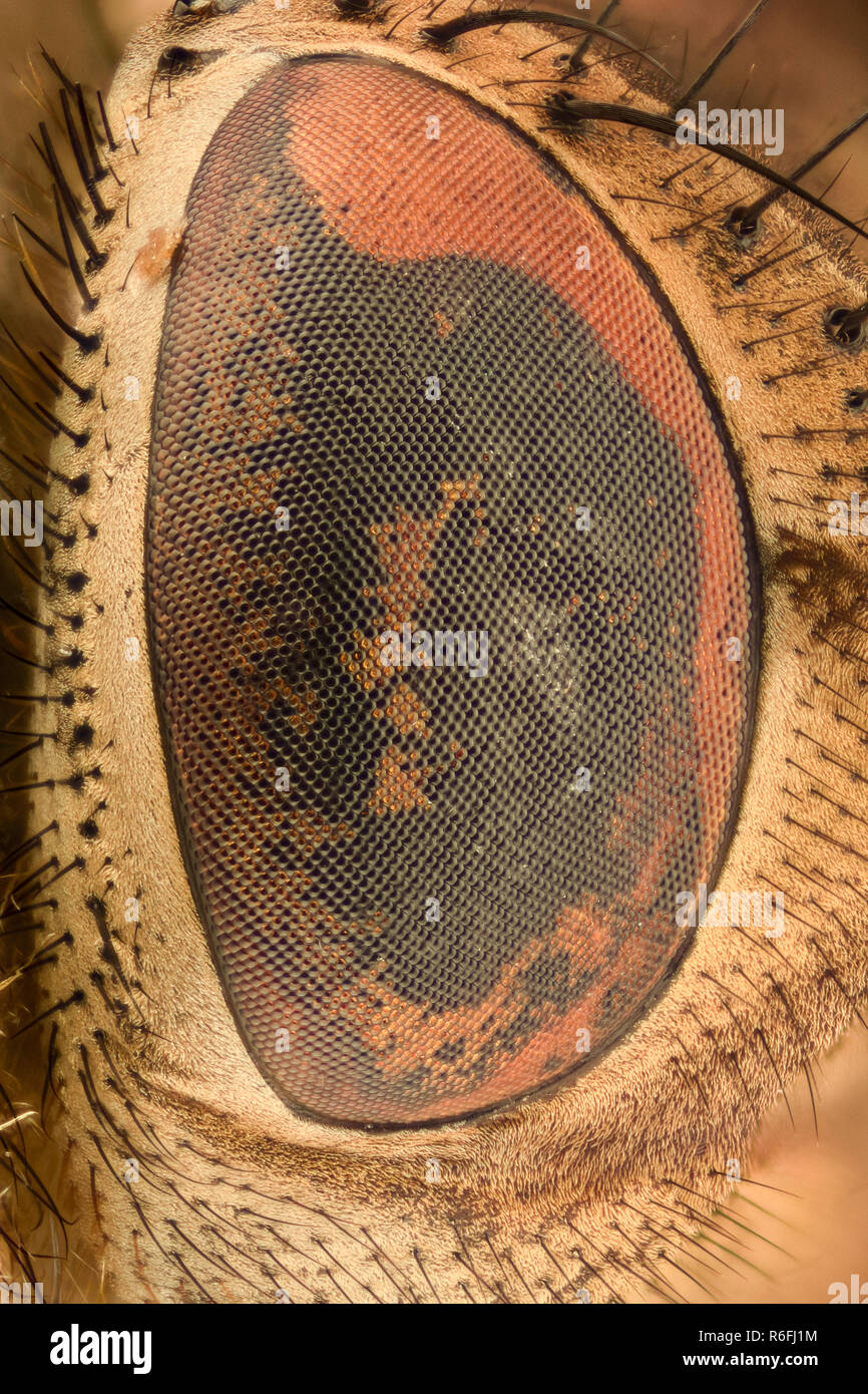 Extreme magnification - Fly head with compound eyes Stock Photo - Alamy