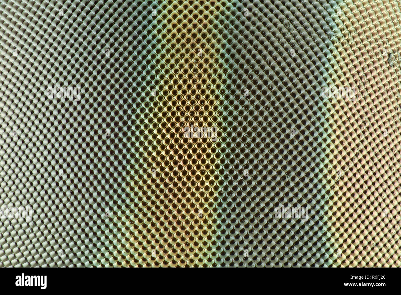 Extreme magnification - Compound eye texture under the microscope Stock ...