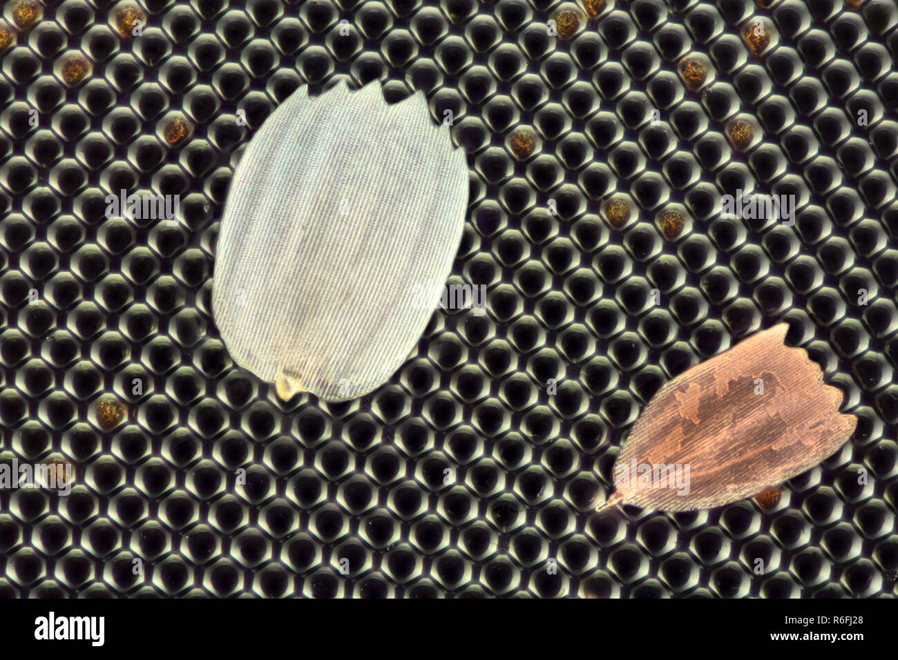 Extreme magnification - Compound eye texture under the microscope with ...