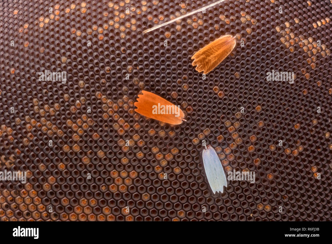 Extreme magnification - Compound eye texture under the microscope with ...