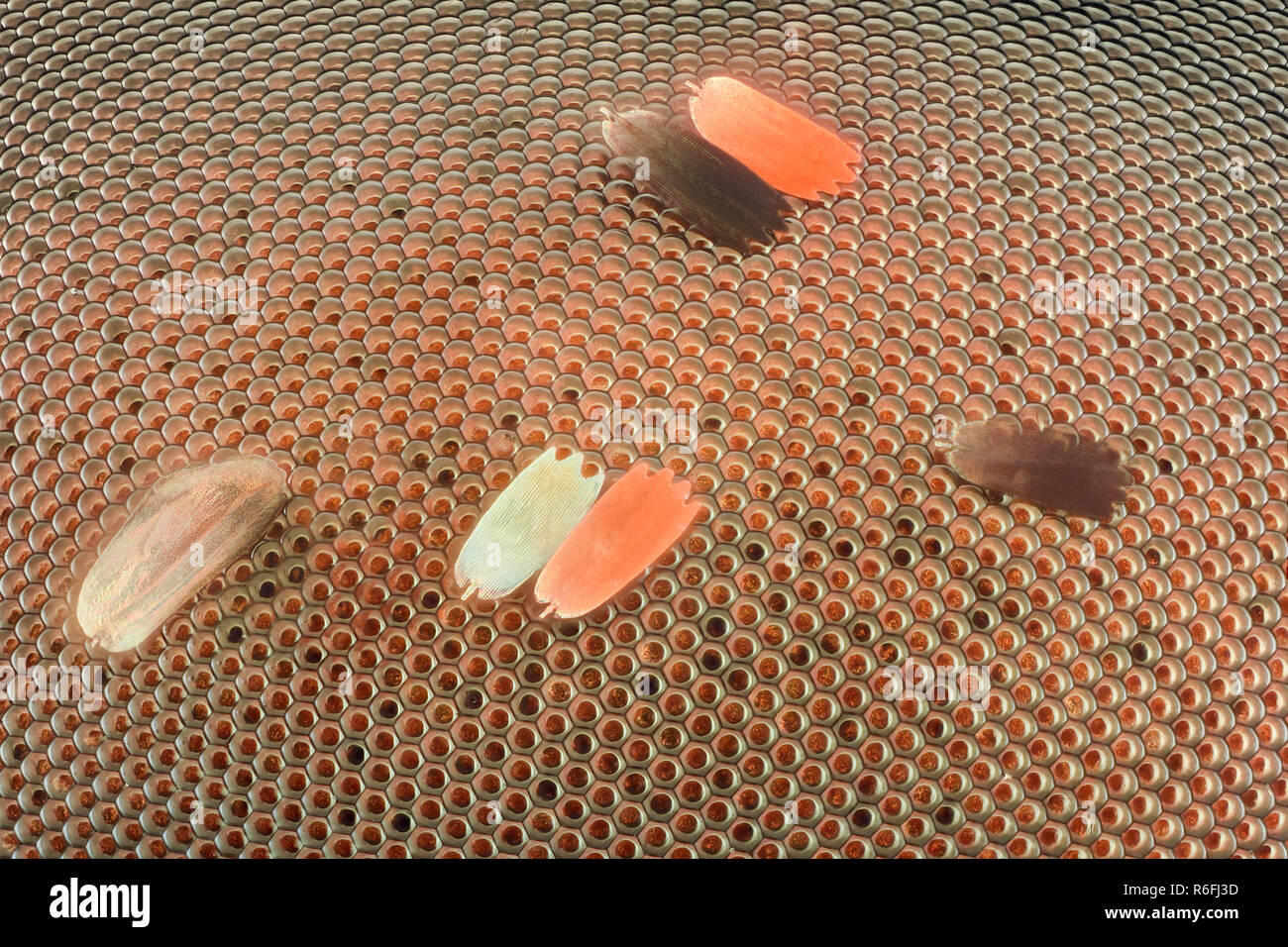 Extreme magnification - Compound eye texture under the microscope with ...