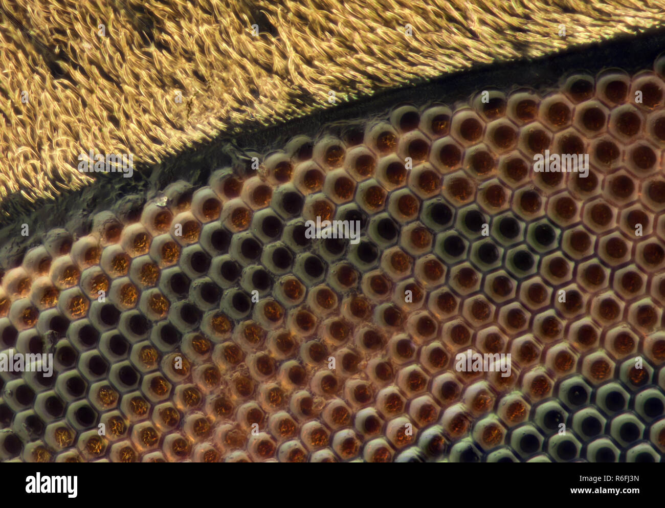 Extreme magnification - Compound eye texture under the microscope Stock ...