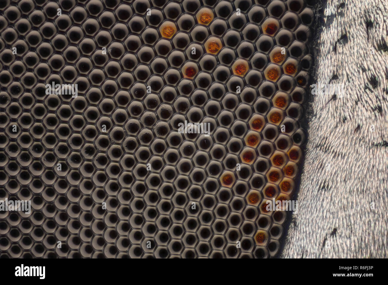 Extreme magnification - Compound eye texture under the microscope Stock ...