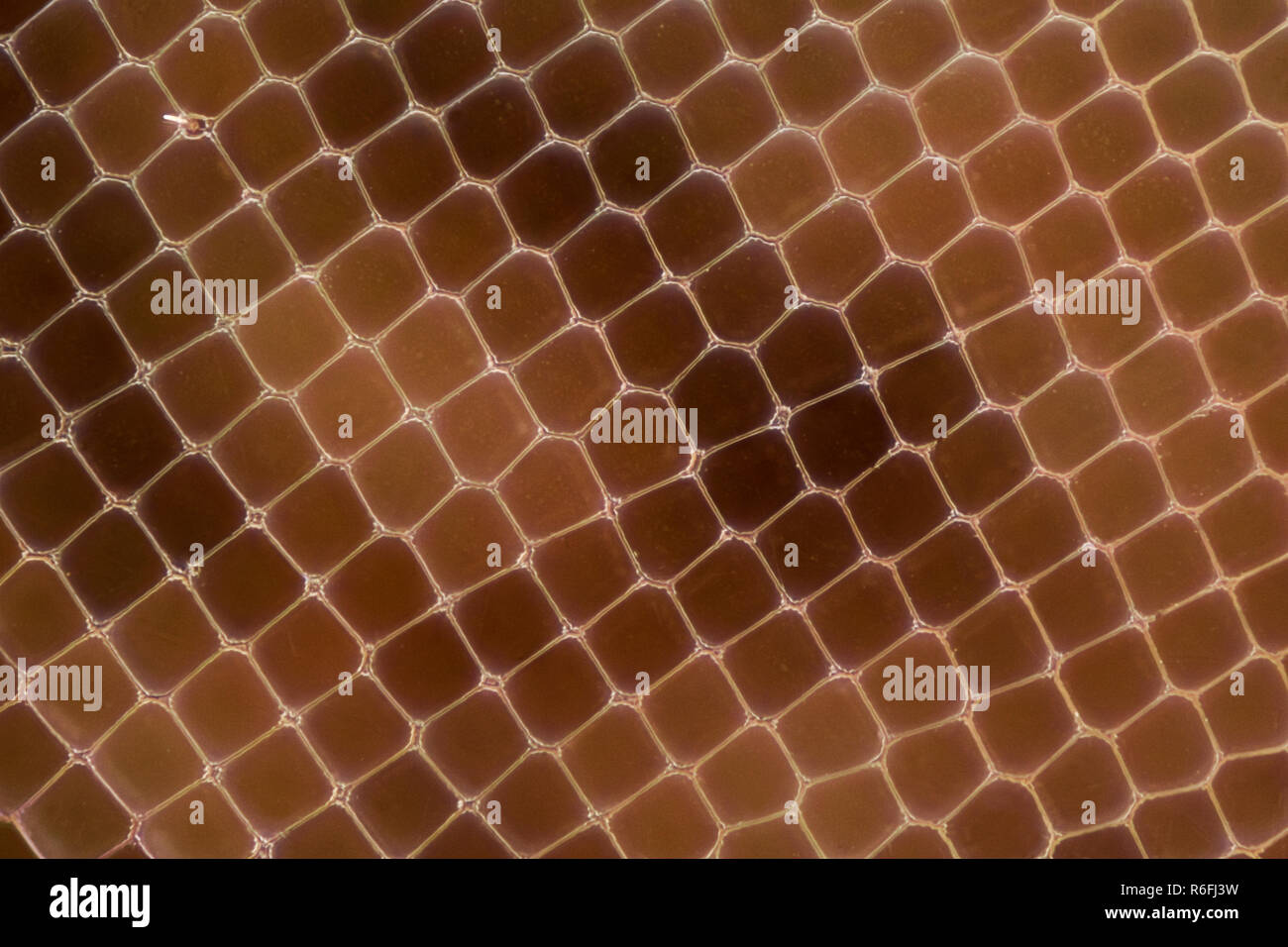 Extreme magnification - Compound eye texture under the microscope Stock ...
