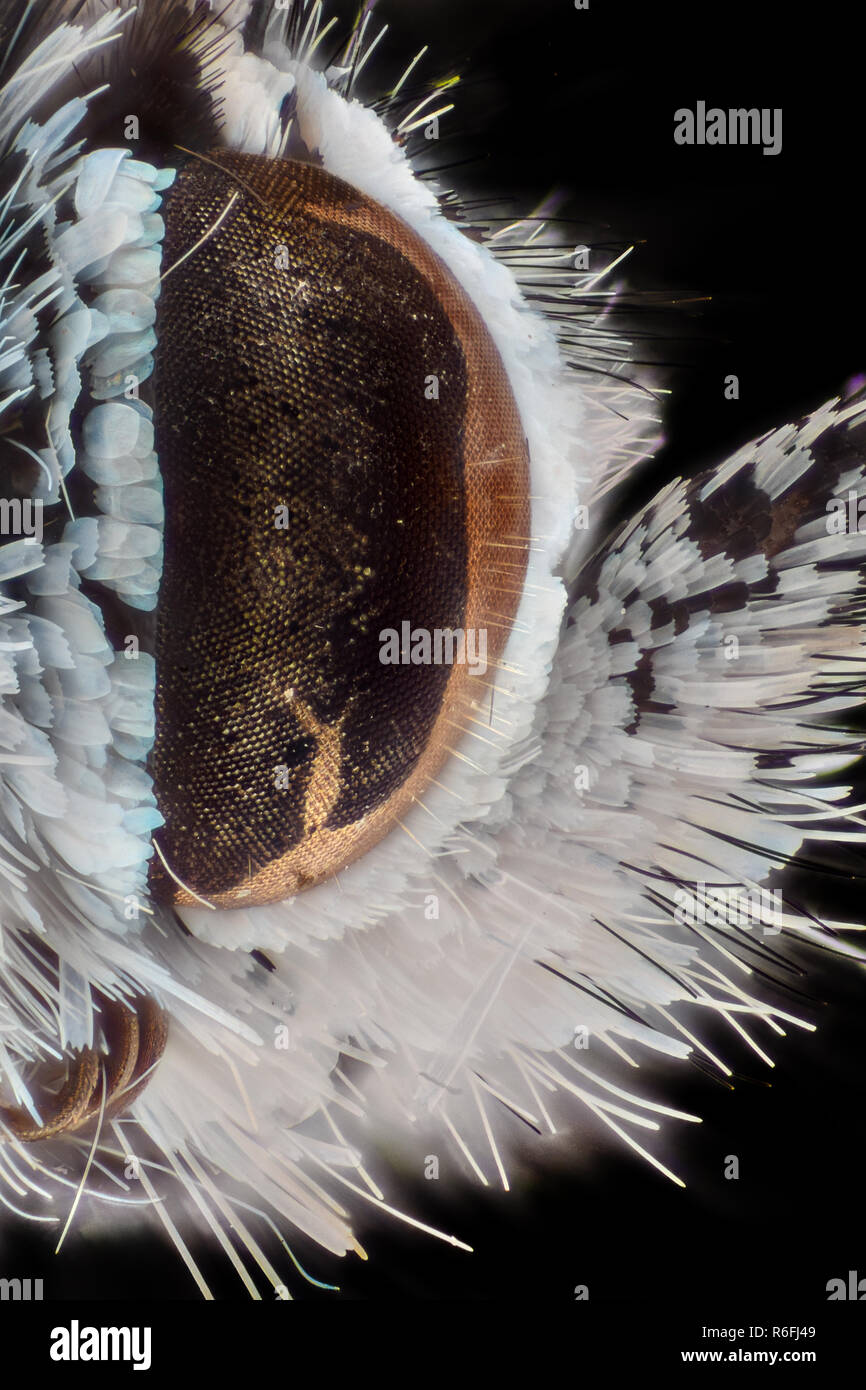 Extreme magnification - Butterfly head Stock Photo - Alamy