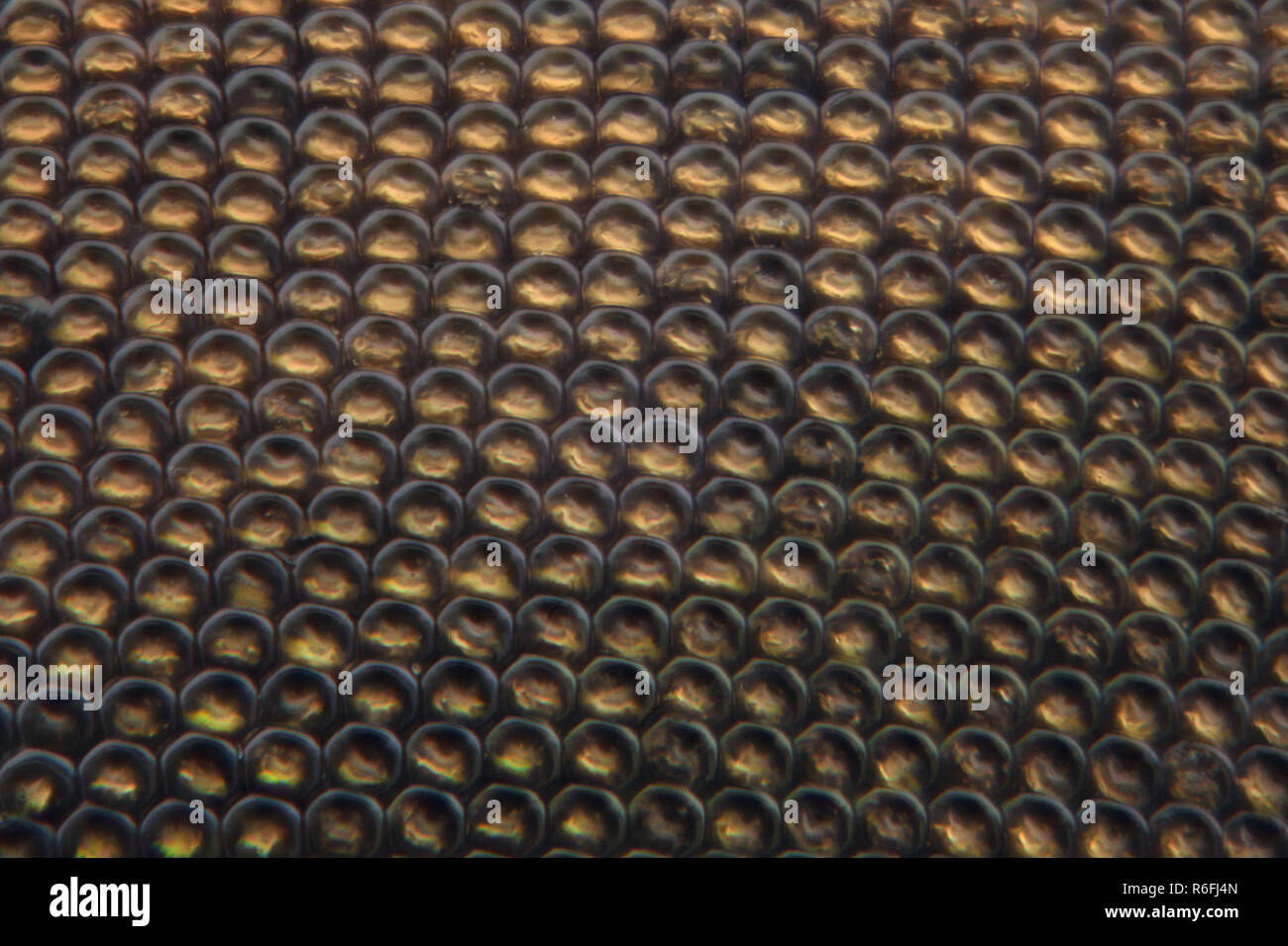 Extreme magnification - Compound eye texture under the microscope Stock ...