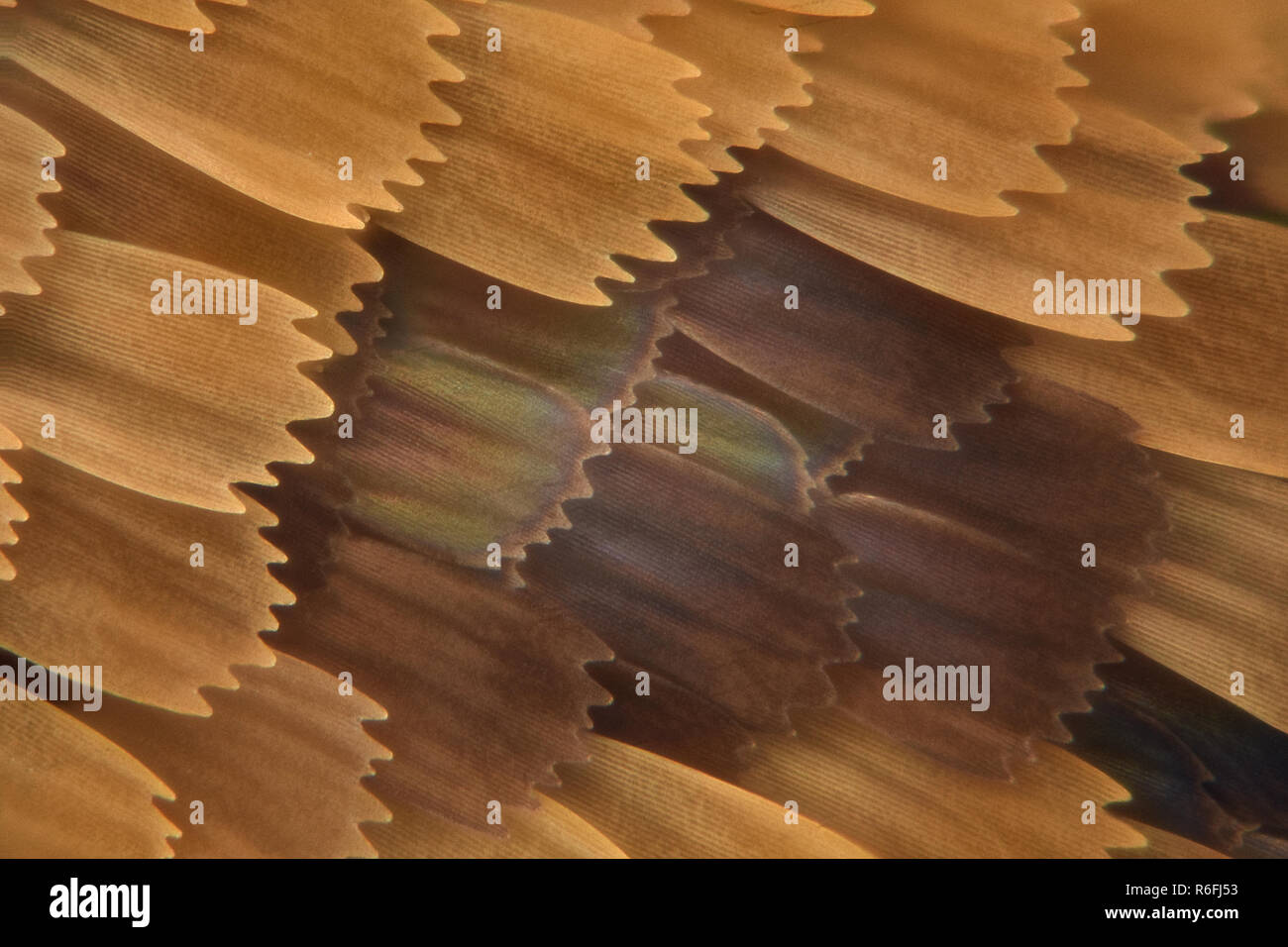 Insect under microscope hi-res stock photography and images - Alamy