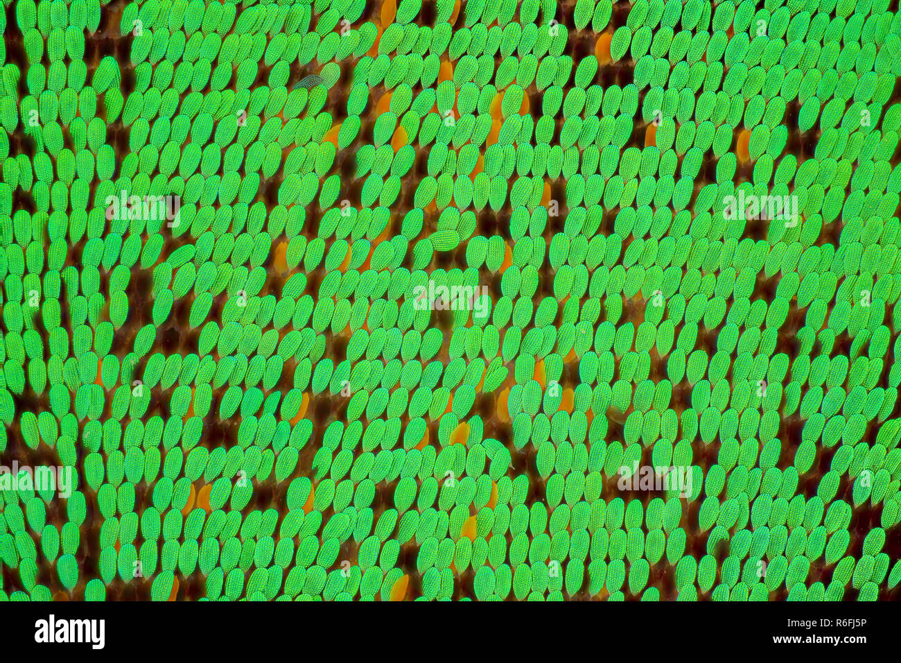 Butterfly wing microscope magnification hi-res stock photography and ...