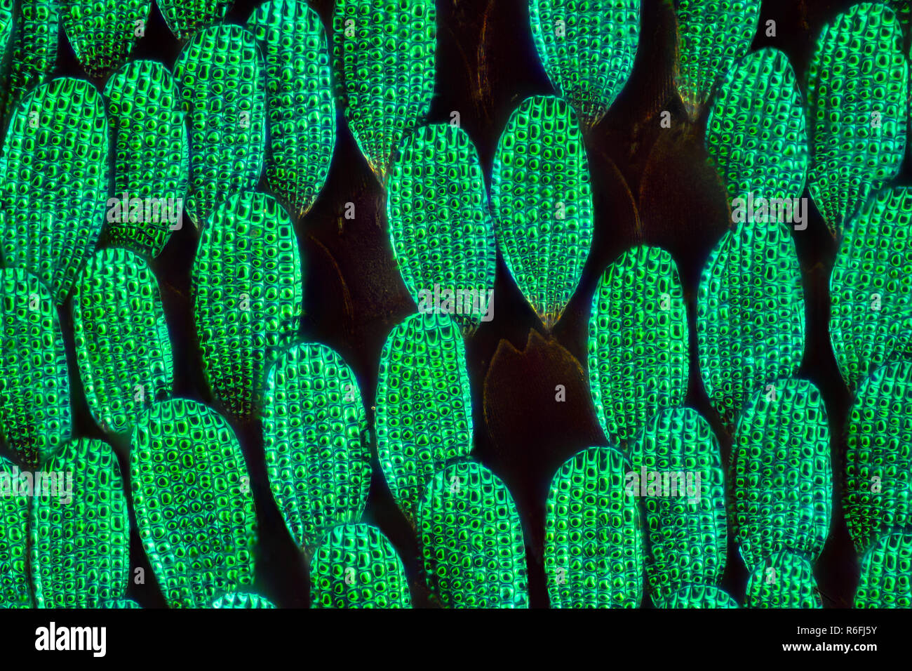 Wing Pattern Stock Photos & Wing Pattern Stock Images - Alamy