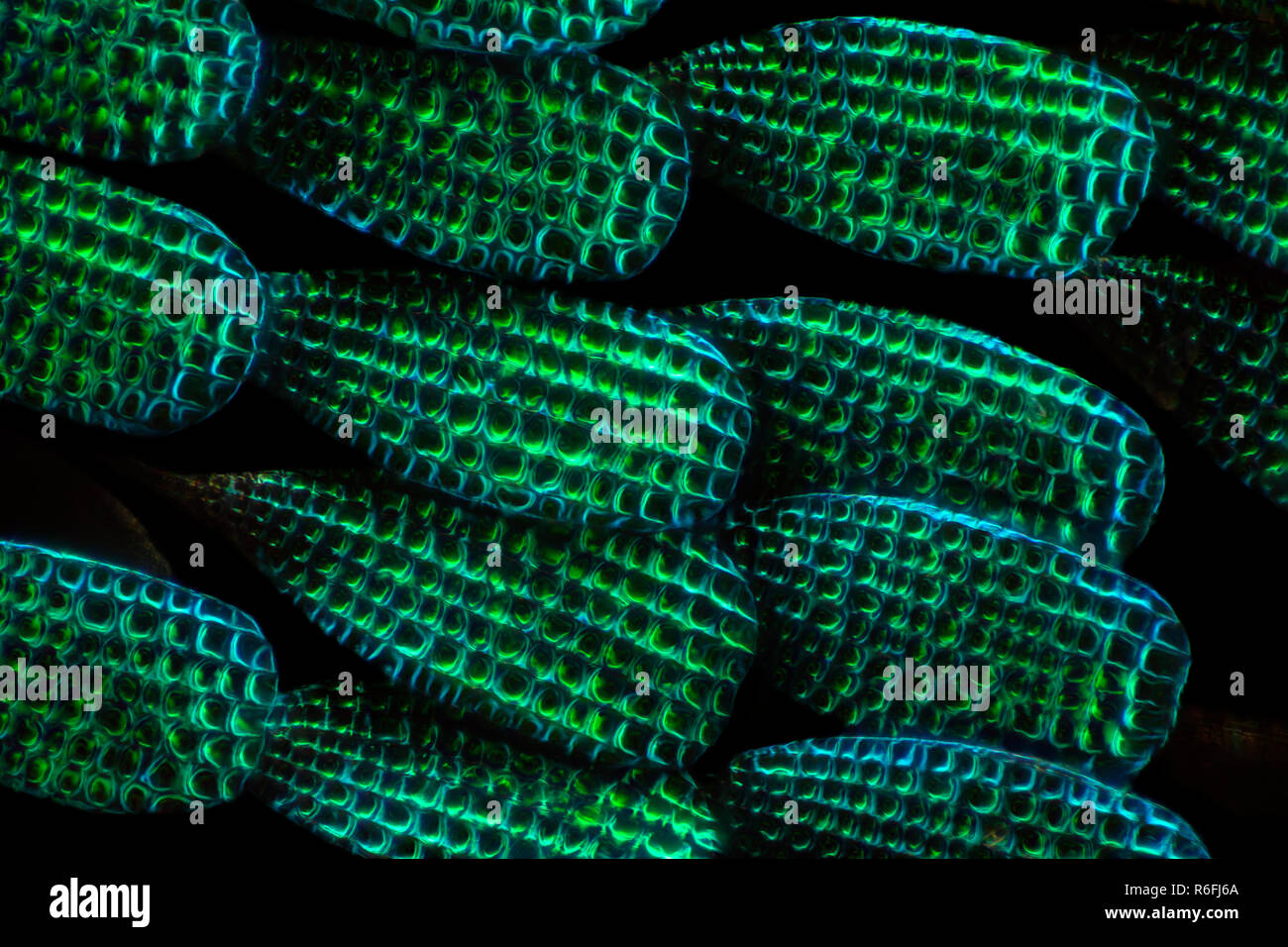 Extreme magnification - Papilio palinurus butterfly wing Stock Photo ...