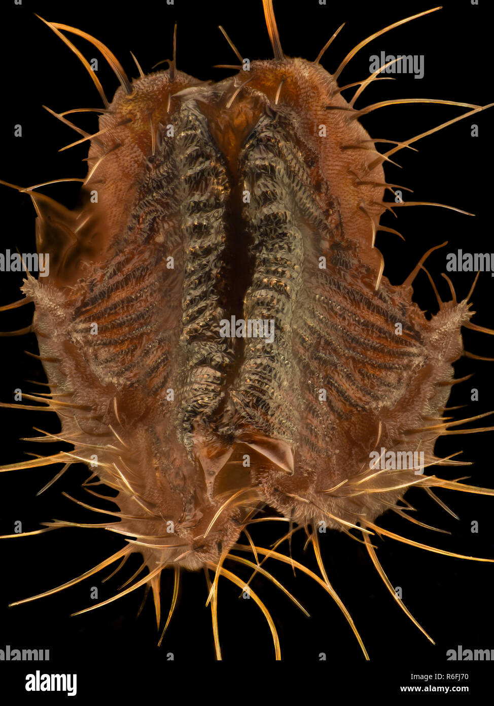 Proboscis hi-res stock photography and images - Alamy