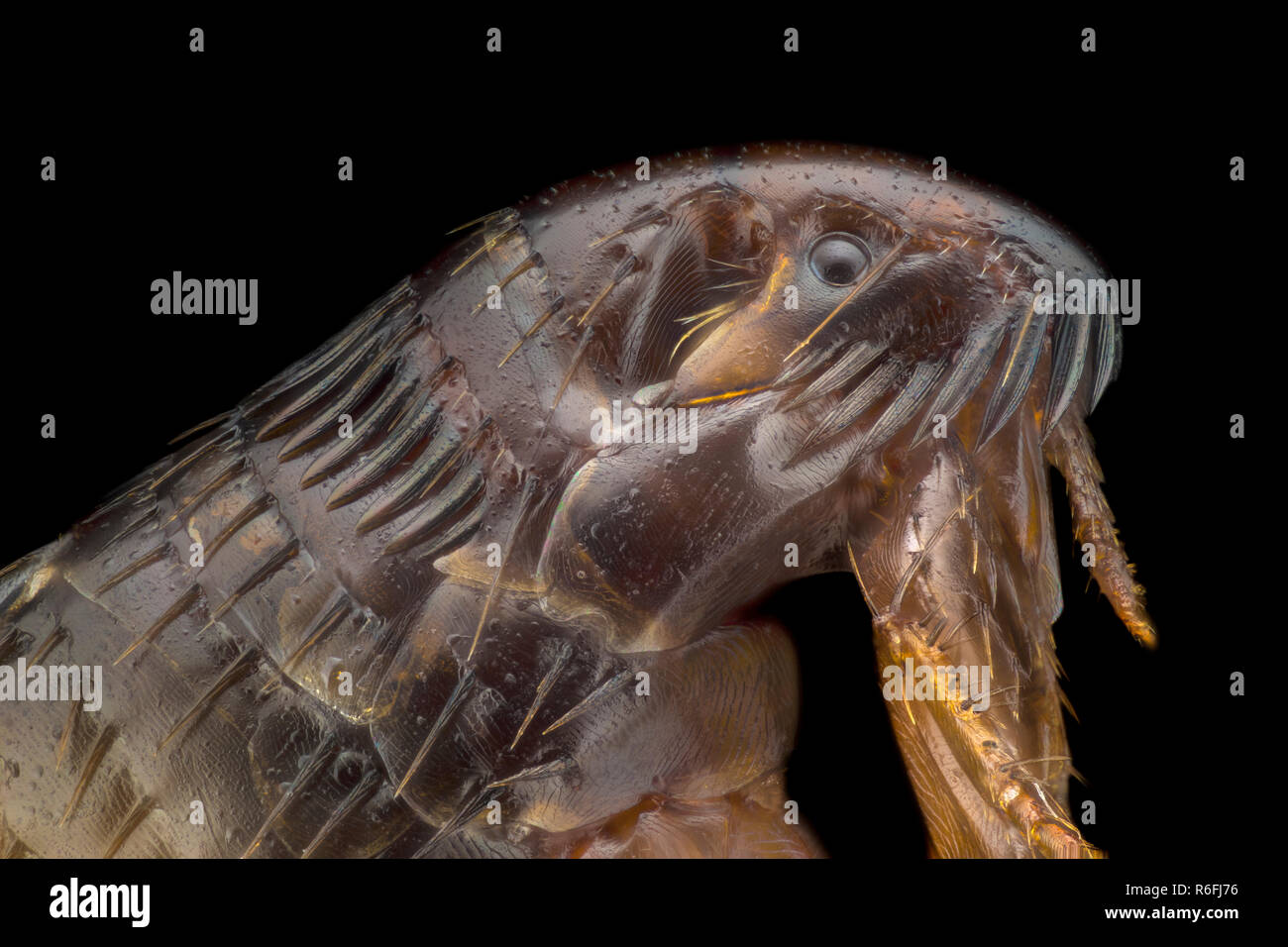 Extreme magnification - Flea under the microscope Stock Photo - Alamy