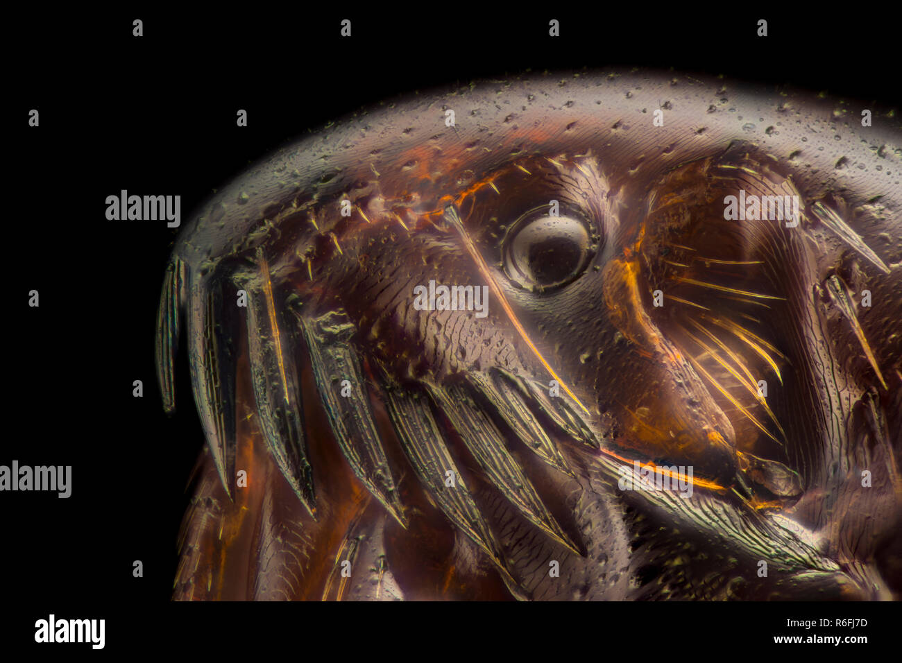 Fleas Under A Microscope