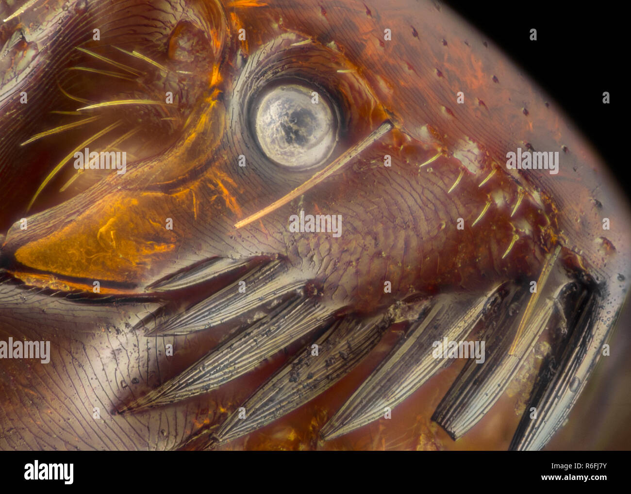 Flea Under Electron Microscope
