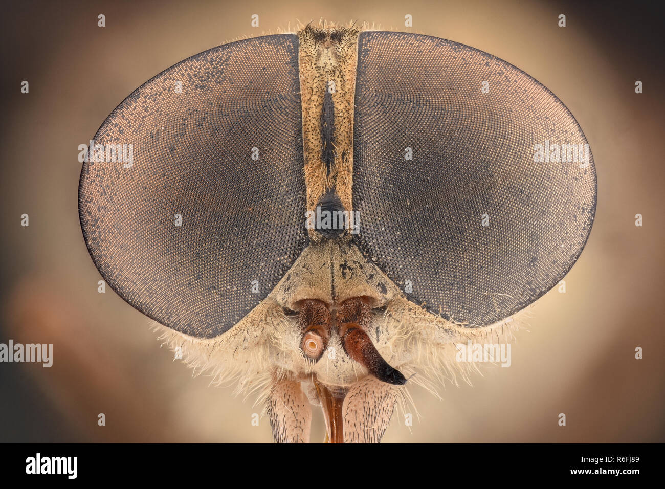 Extreme magnification - Fly head with compound eyes Stock Photo - Alamy