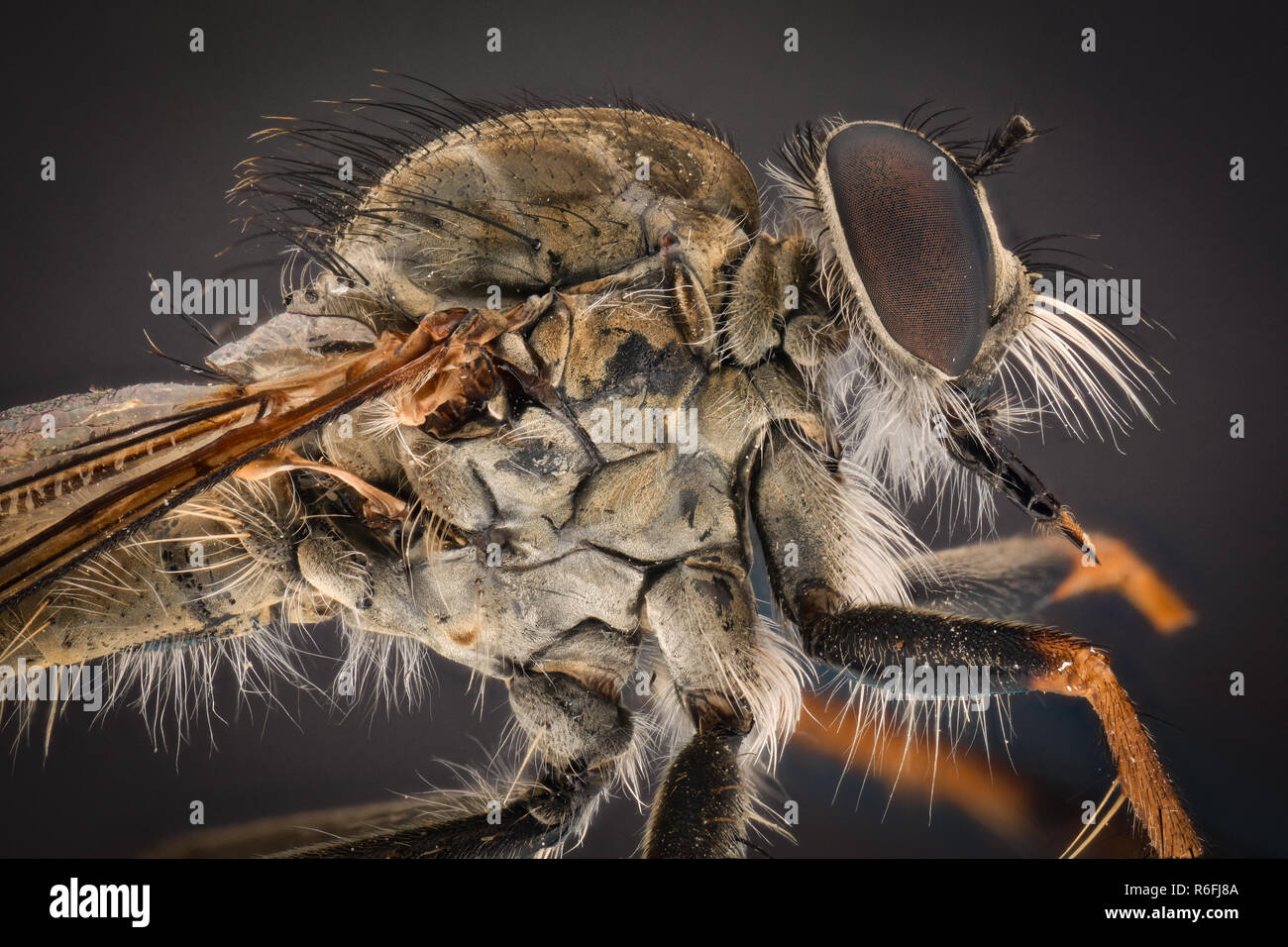 Extreme magnification - Robber fly Stock Photo - Alamy