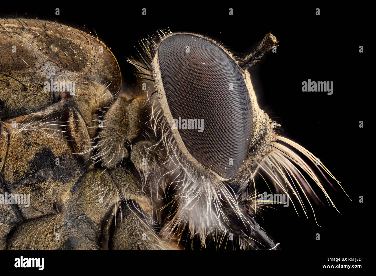 Extreme magnification - Robber fly Stock Photo - Alamy