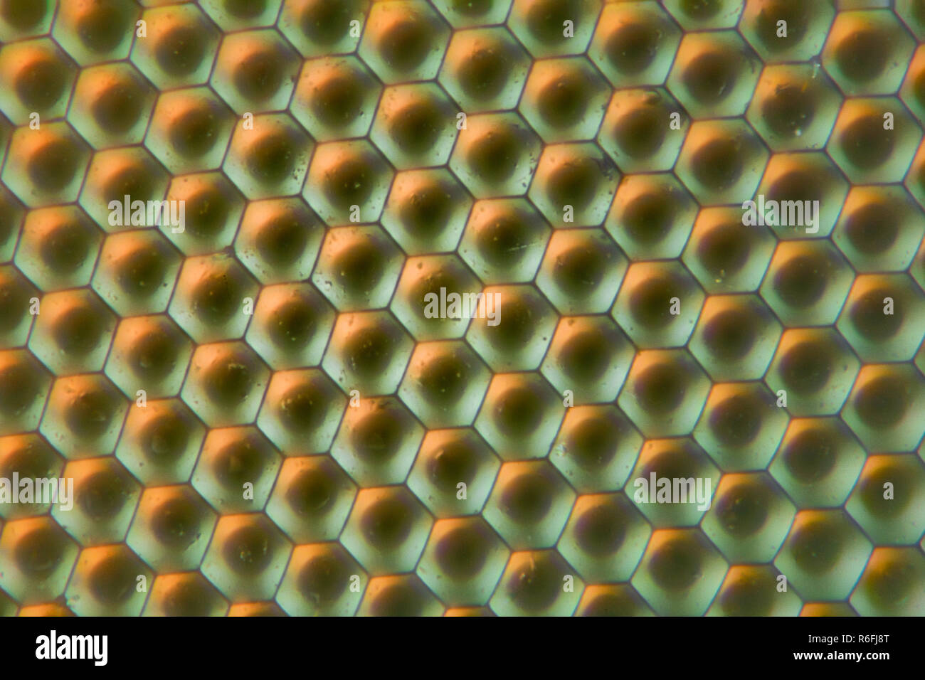 Extreme magnification - Compound eye texture under the microscope Stock ...