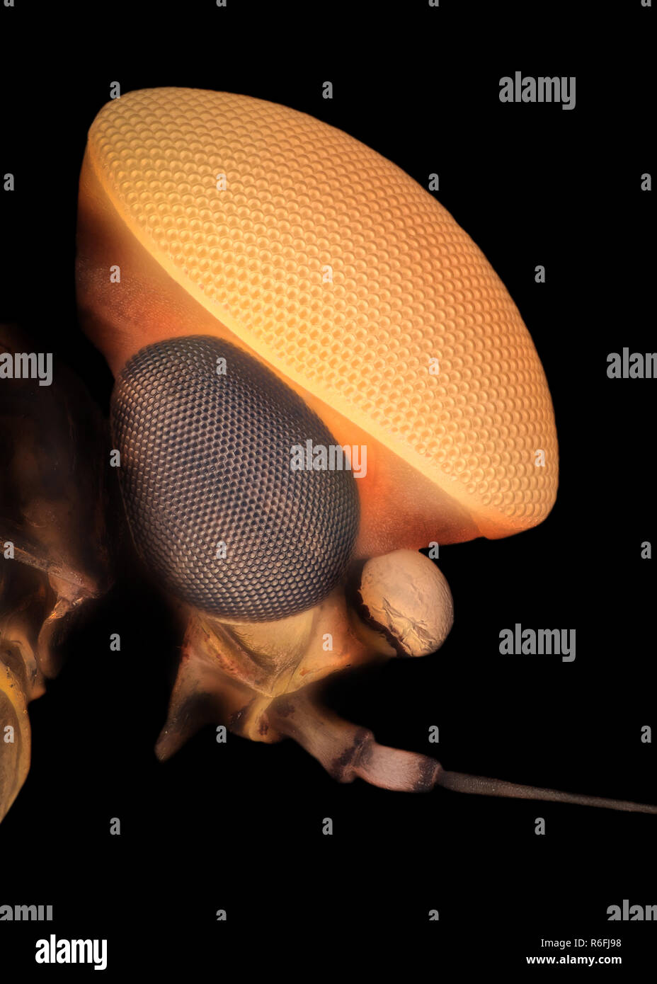 Microscope insects hi-res stock photography and images - Alamy