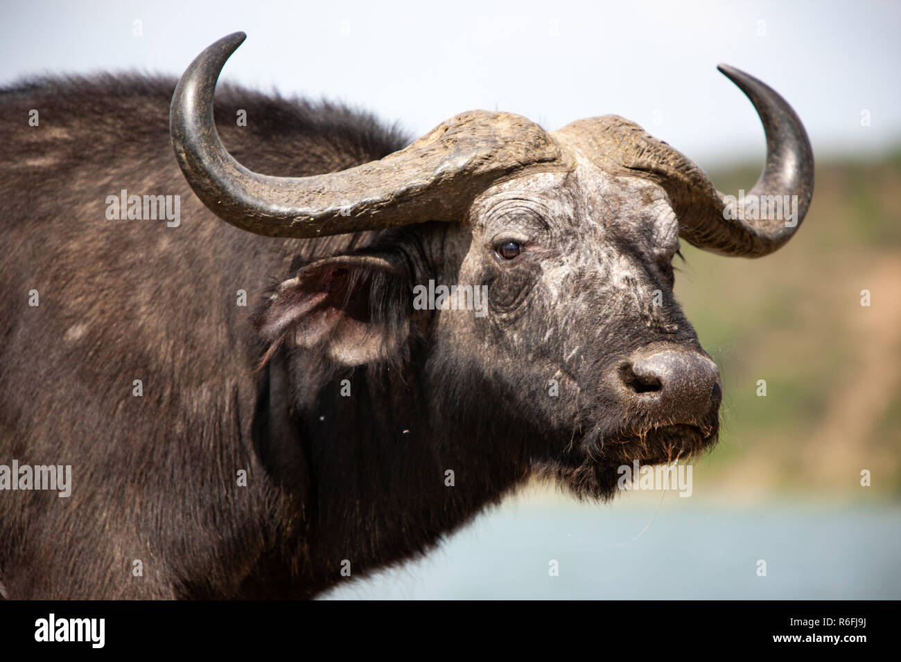 Buffalo eyes close up hi-res stock photography and images - Alamy