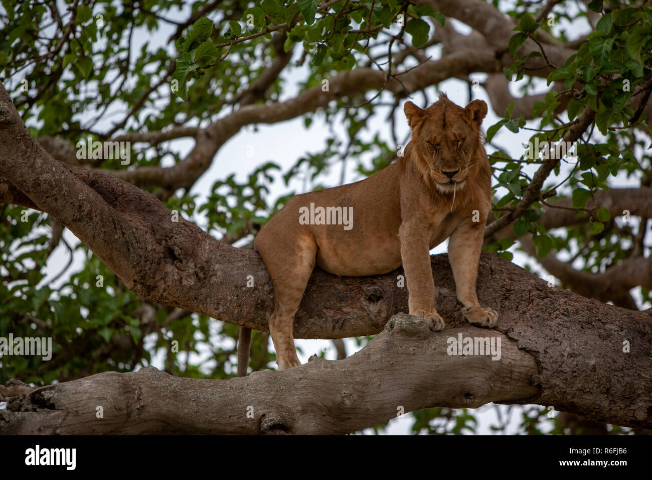 Drooling lion on a tree Stock Photo - Alamy