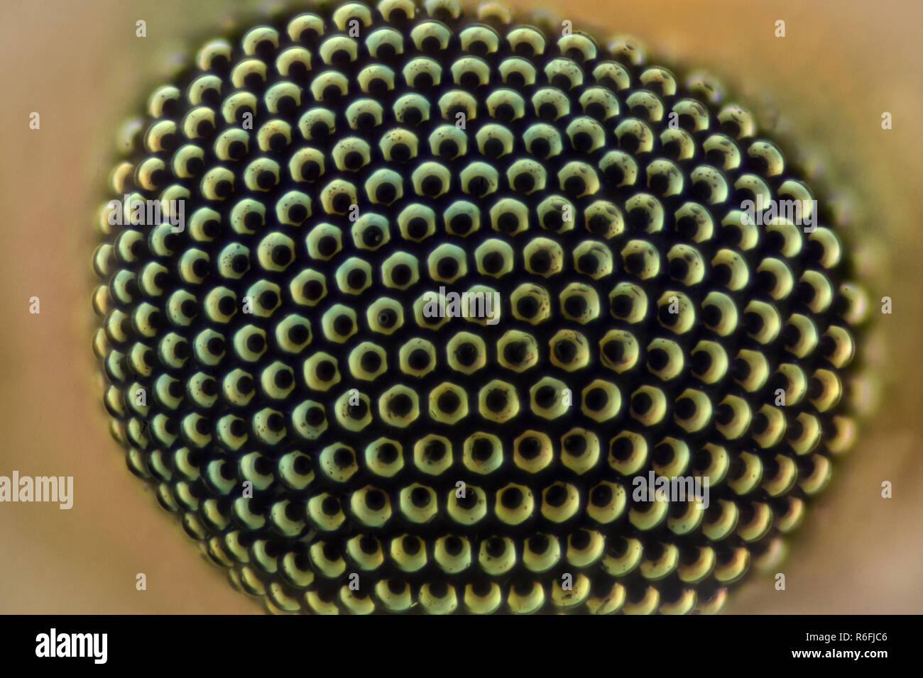 Extreme magnification - Mosquito eye 50:1 magnification Stock Photo - Alamy