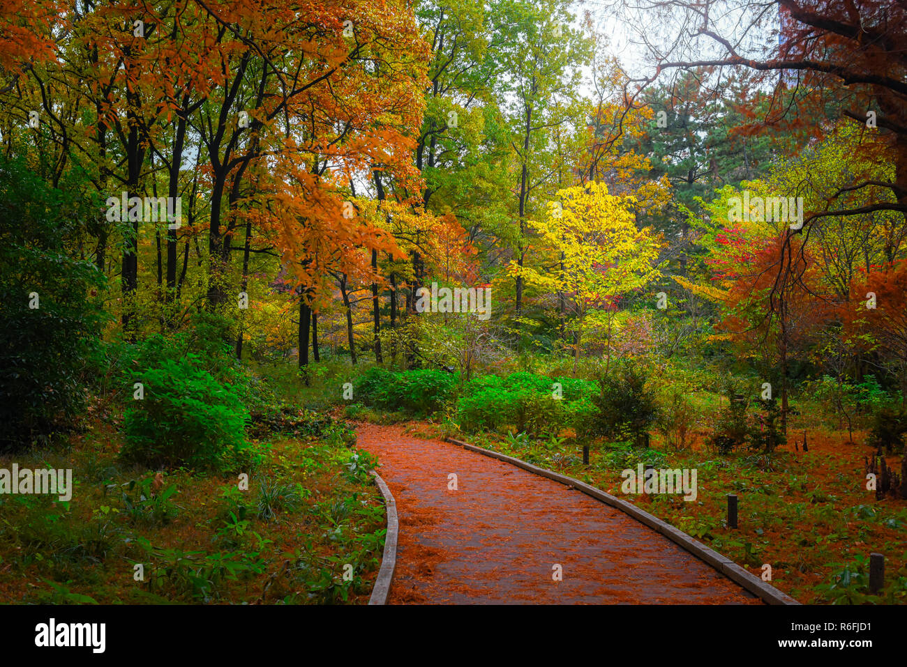 Pathway in the forest hi-res stock photography and images - Alamy
