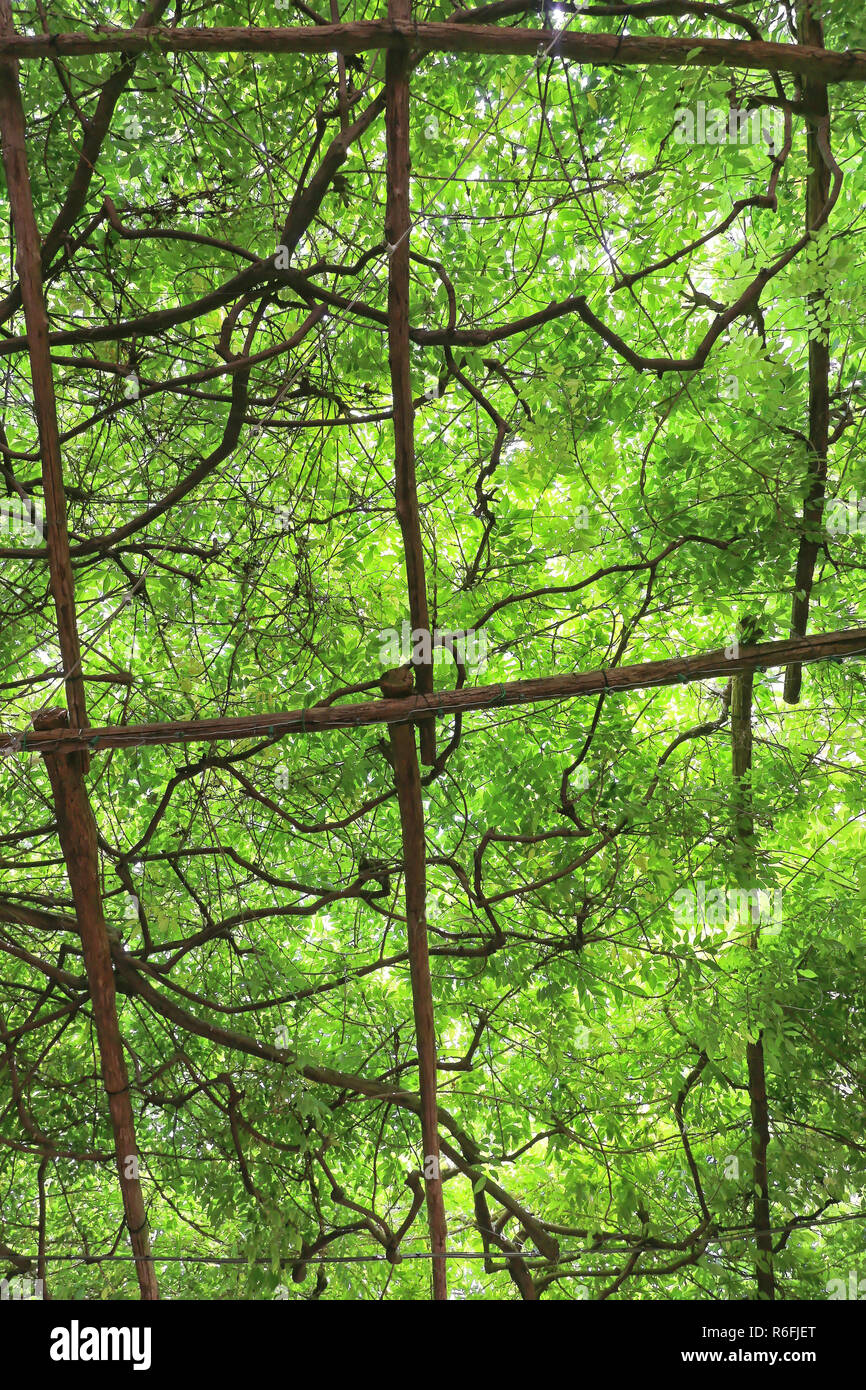 Overhead trellis for plants hi-res stock photography and images - Alamy
