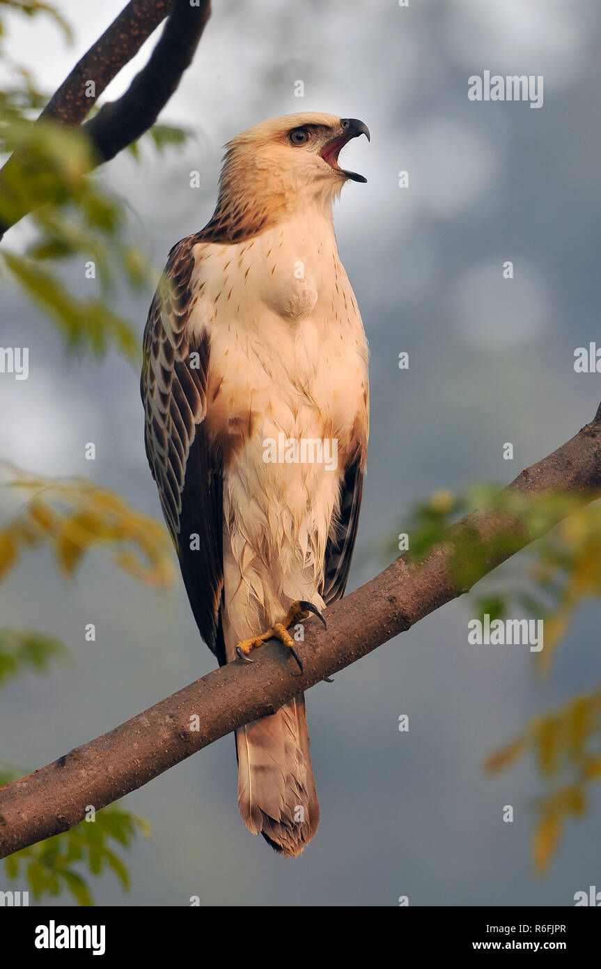 Crested hawk eagle spizaetus cirrhatus hi-res stock photography and ...