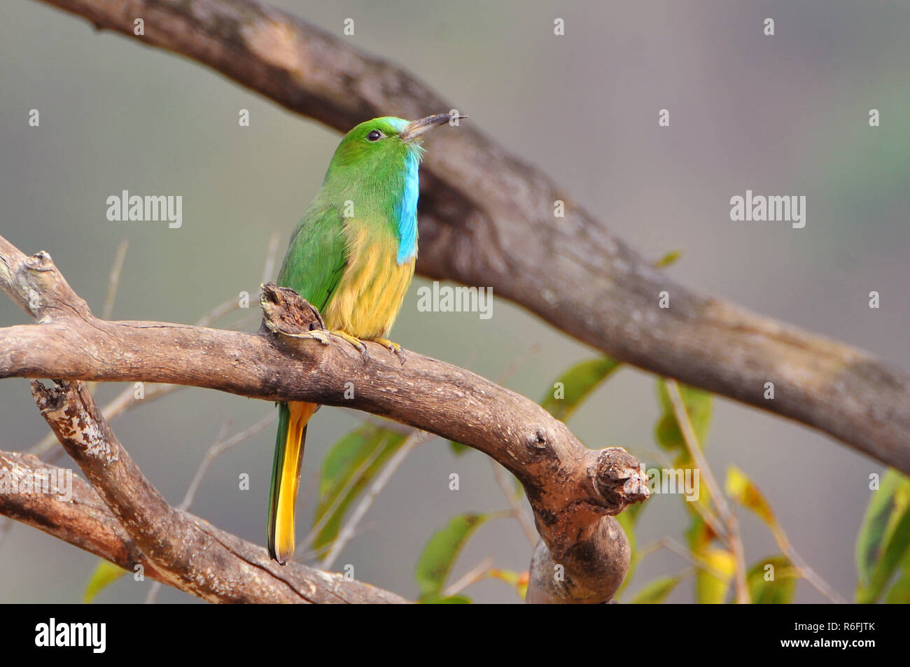 The Blue-Bearded Bee-Eater (Nyctyornis Athertoni), Jim Corbett National ...