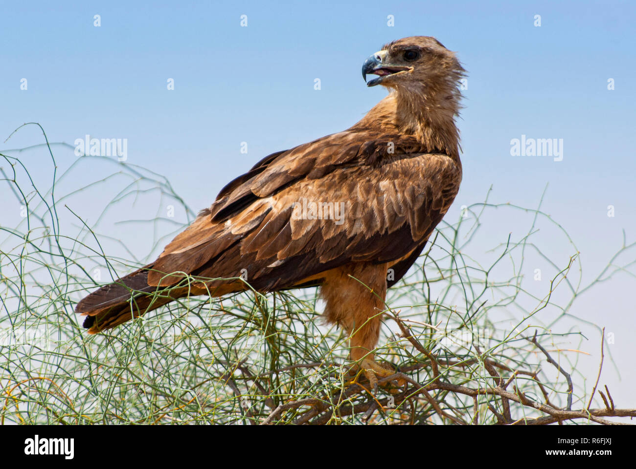 Steppe Eagle (Aquila Nipalensis) Is A Bird Of Prey In Rajasthan, India ...