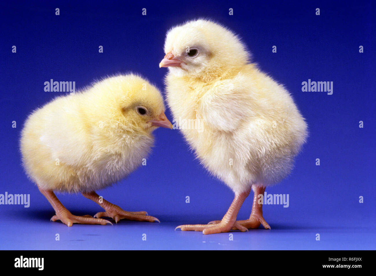 Couple of chicks hi-res stock photography and images - Alamy