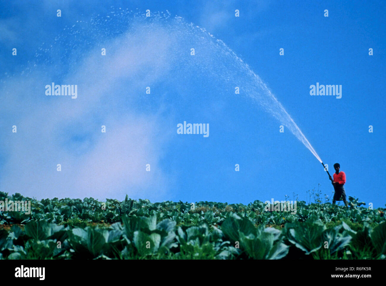 man men spraying Water Stock Photo - Alamy