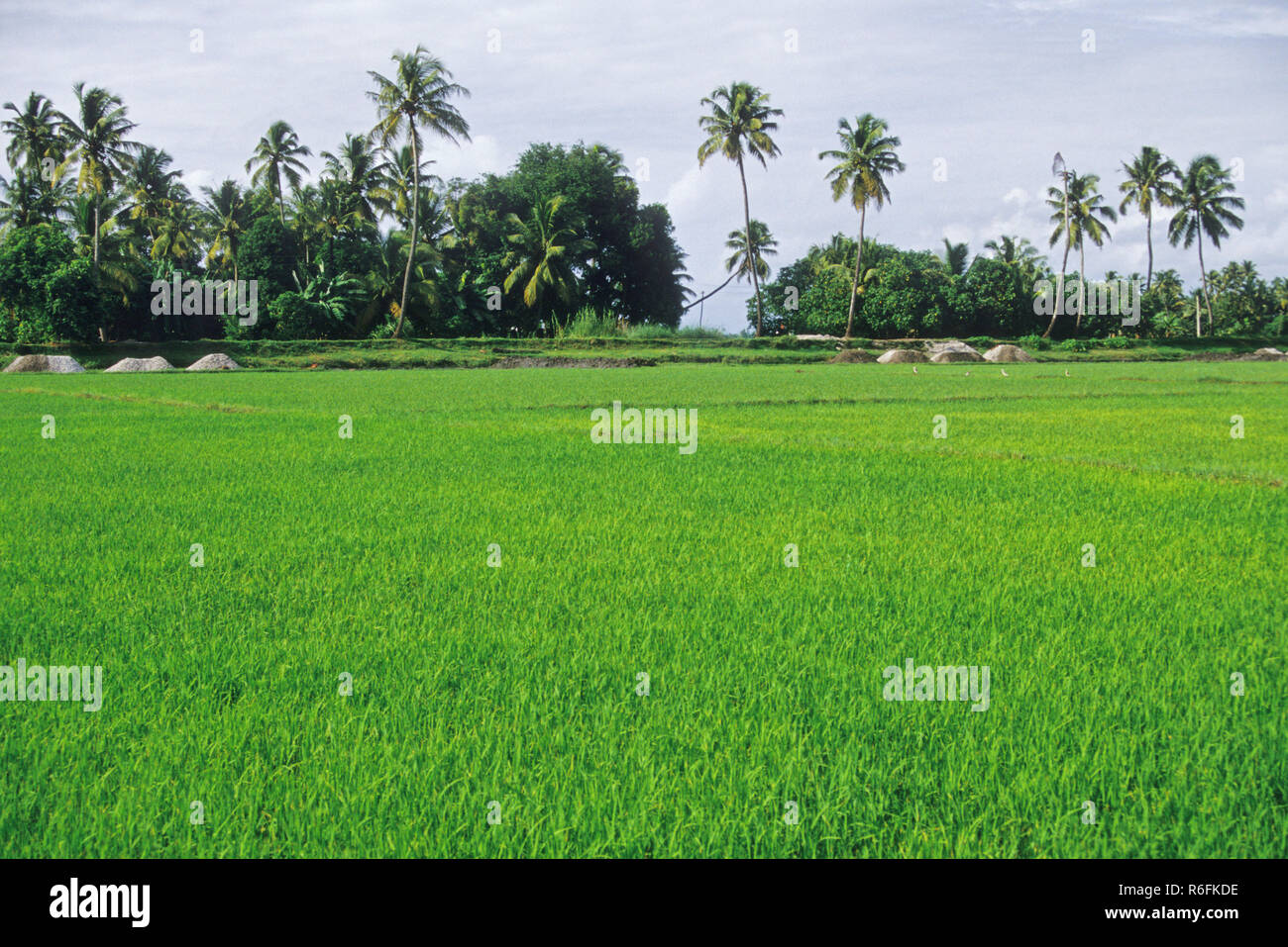 Crops, Alappuzha, kerala, india Stock Photo - Alamy