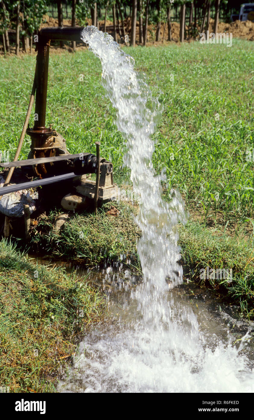 irrigation, field, india Stock Photo - Alamy