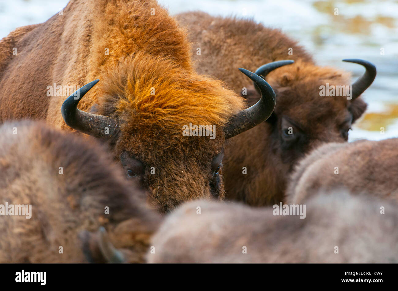 European Bison, Wisent (Bison Bonasus), Herd In Forest, Bialowieza ...