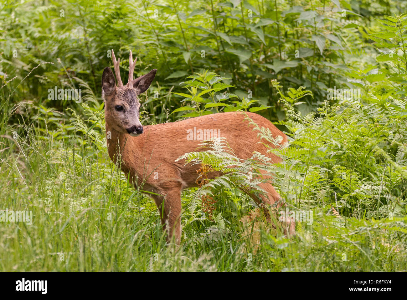 European Roe Deer (Capreolus Capreolus) Buck Standing Amongst ...