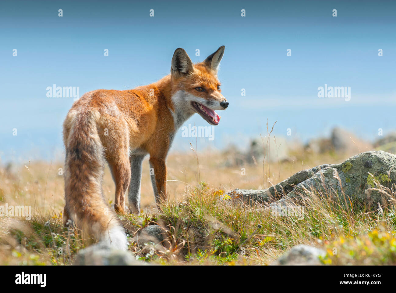 Young European Red Fox (Vulpes Vulpes), Babia Gora National Park ...