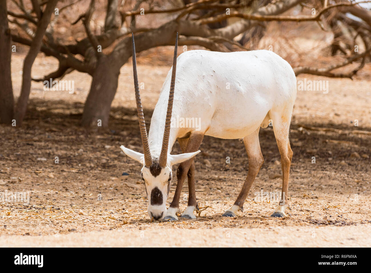 Antelope, The Arabian Oryx Or White Oryx (Oryx Leucoryx) In Yotvata Hai ...