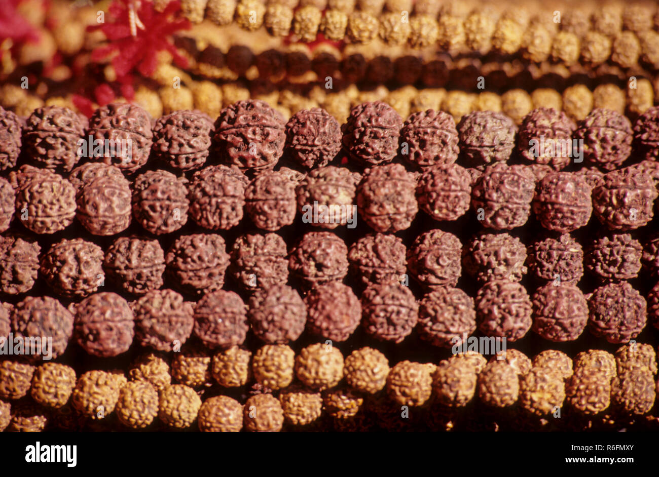 Rudraksha hi-res stock photography and images - Alamy