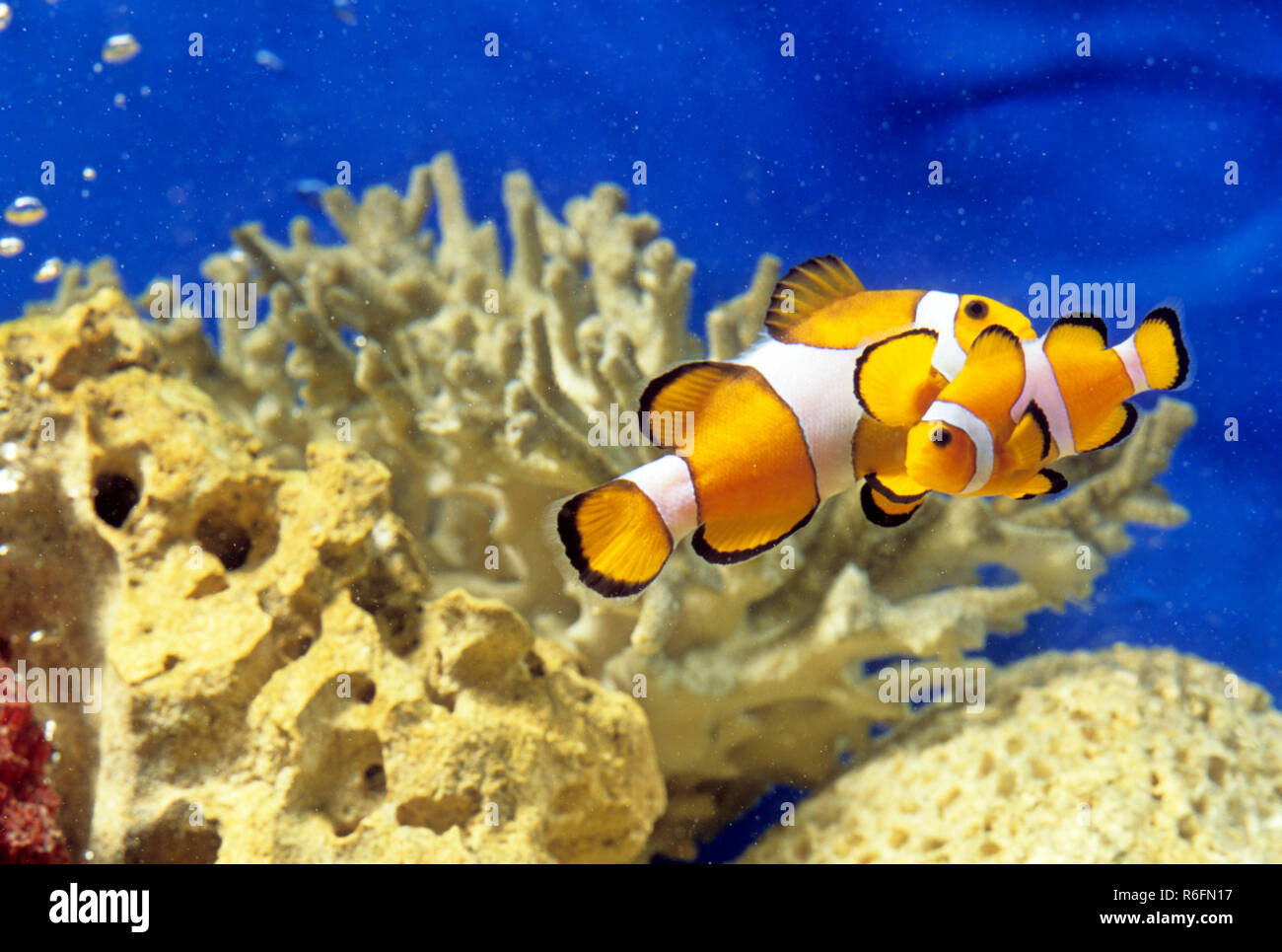 Close ups of clown fish hi-res stock photography and images - Alamy