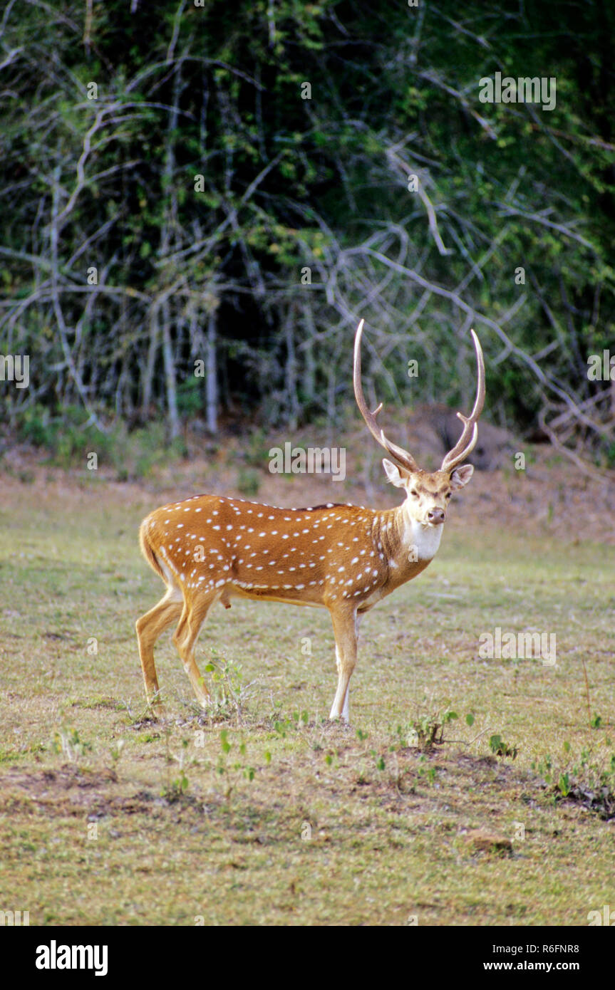 Spotted Deer at Bandipur, Karnataka, India Stock Photo - Alamy