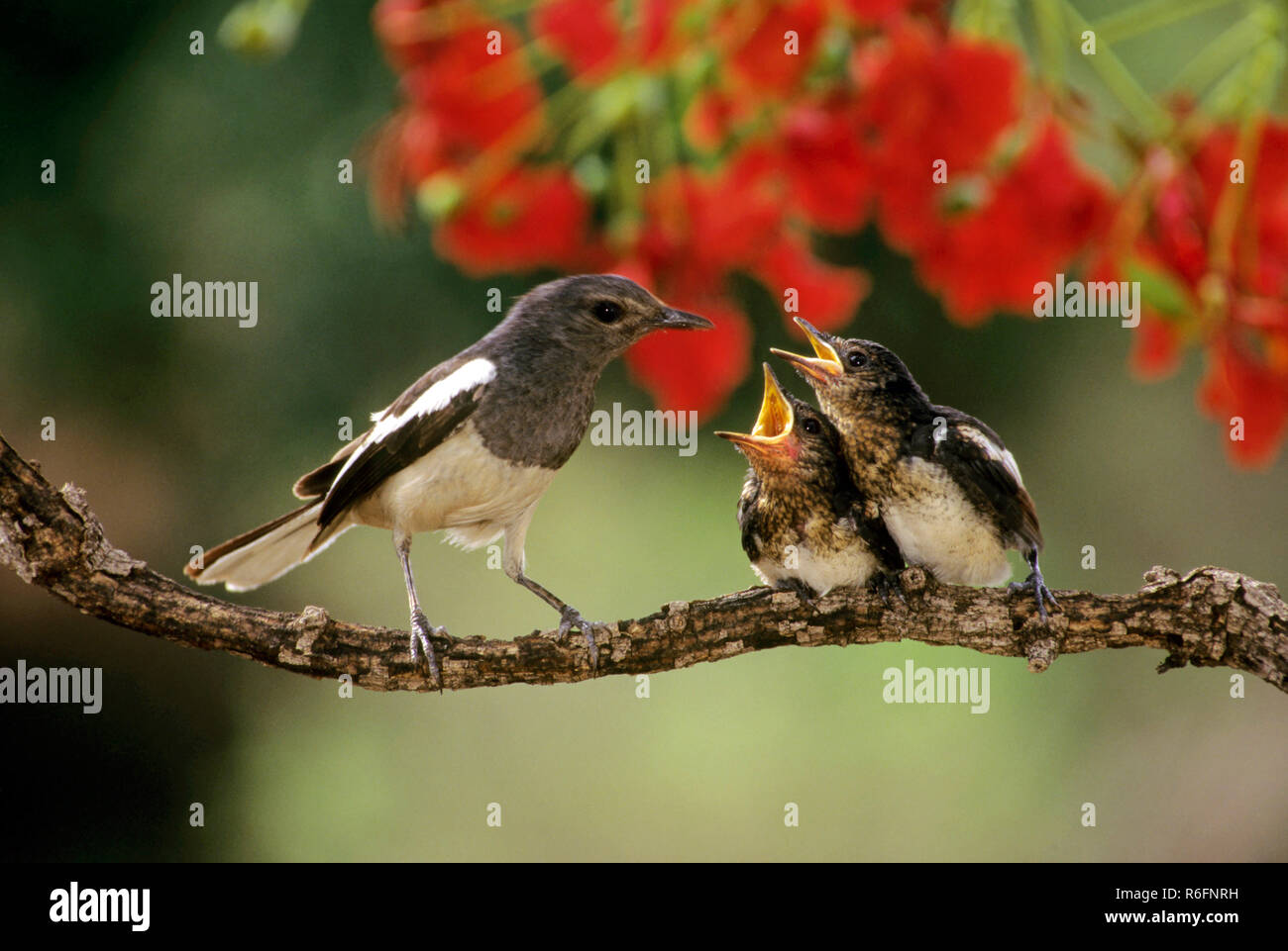 Magpie Robin feeding young, Bangalore, India Stock Photo - Alamy