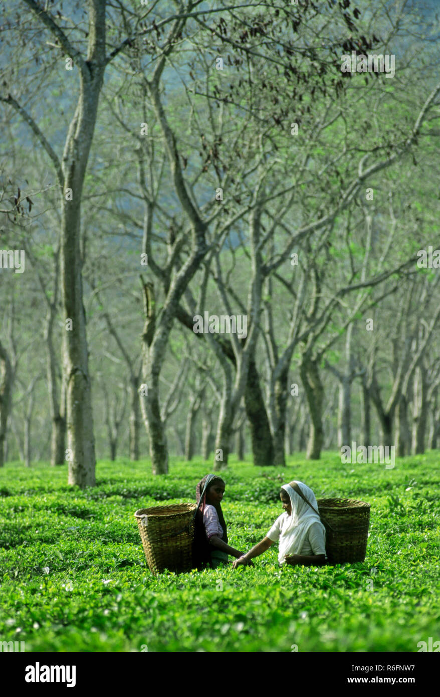 Women plucking tea leaves, Tea Garden, assam, india Stock Photo - Alamy