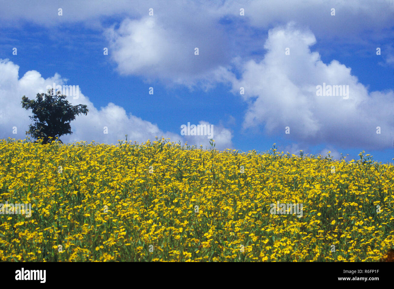 Mustard tree hi-res stock photography and images - Alamy