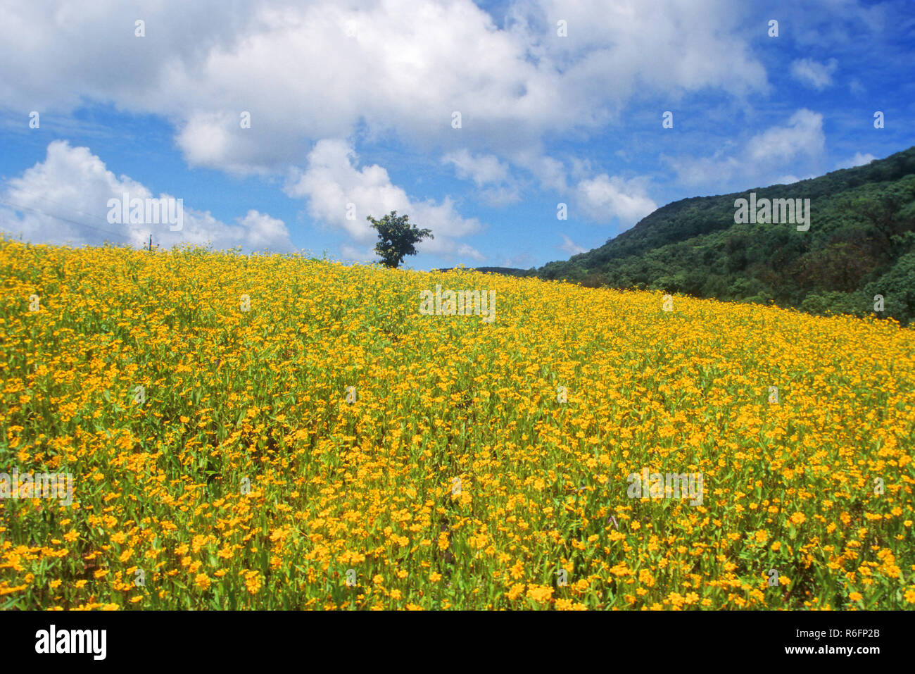 Mustard fields hi-res stock photography and images - Alamy