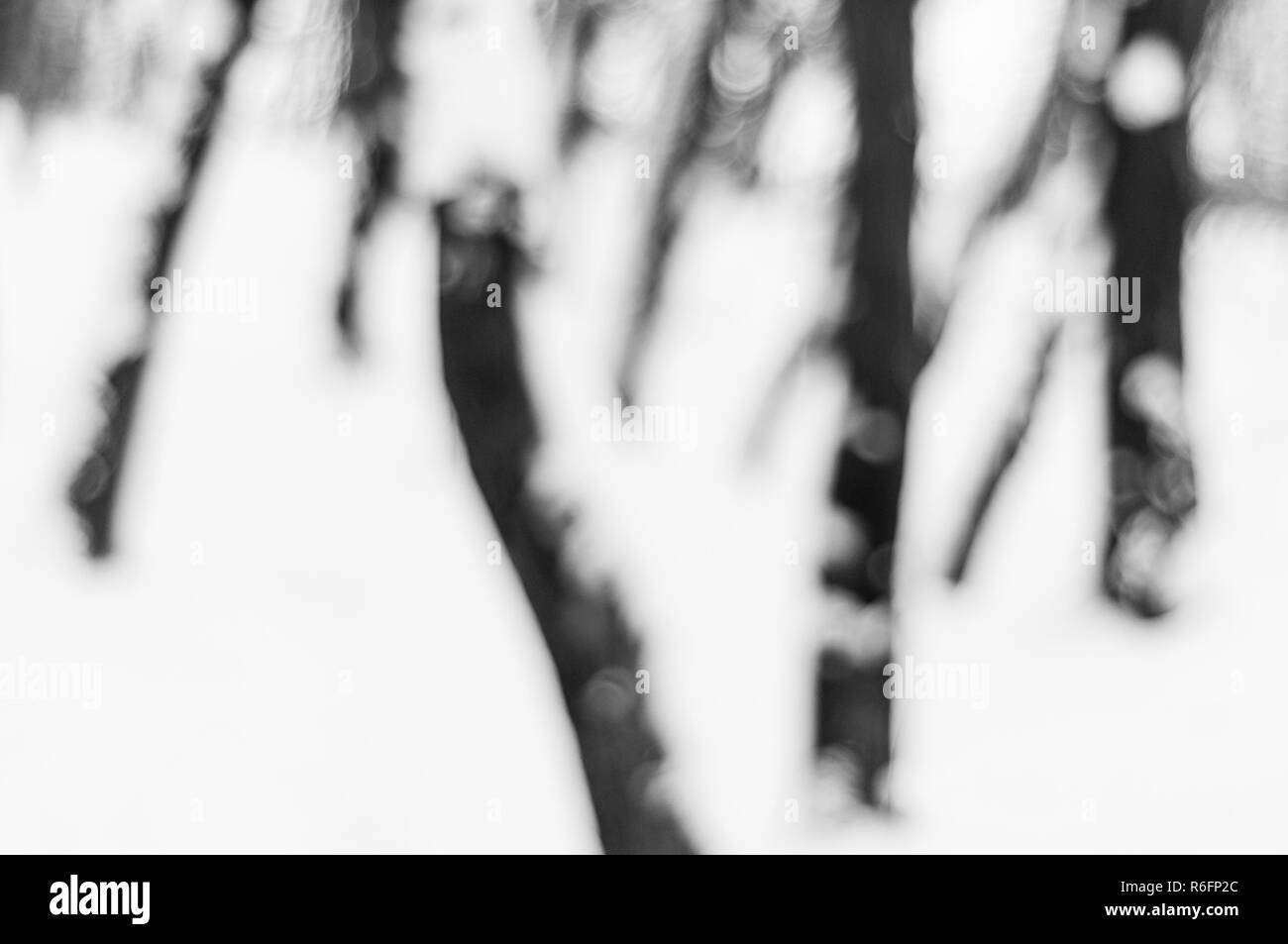 Blurred background of winter forest Stock Photo - Alamy