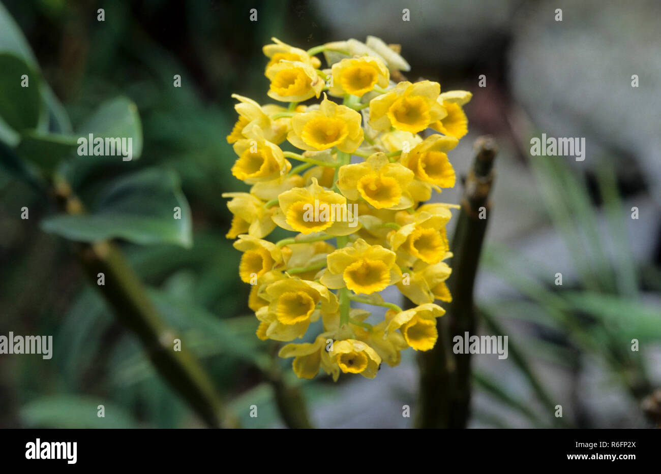 Sikkim orchid india hi-res stock photography and images - Alamy