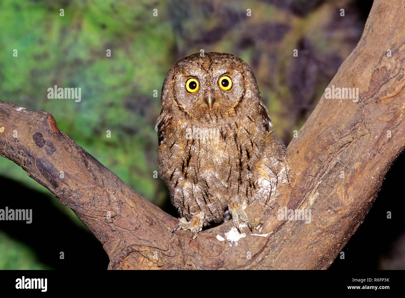 bird, owl, eurasian scops owl (otus scops), india Stock Photo - Alamy
