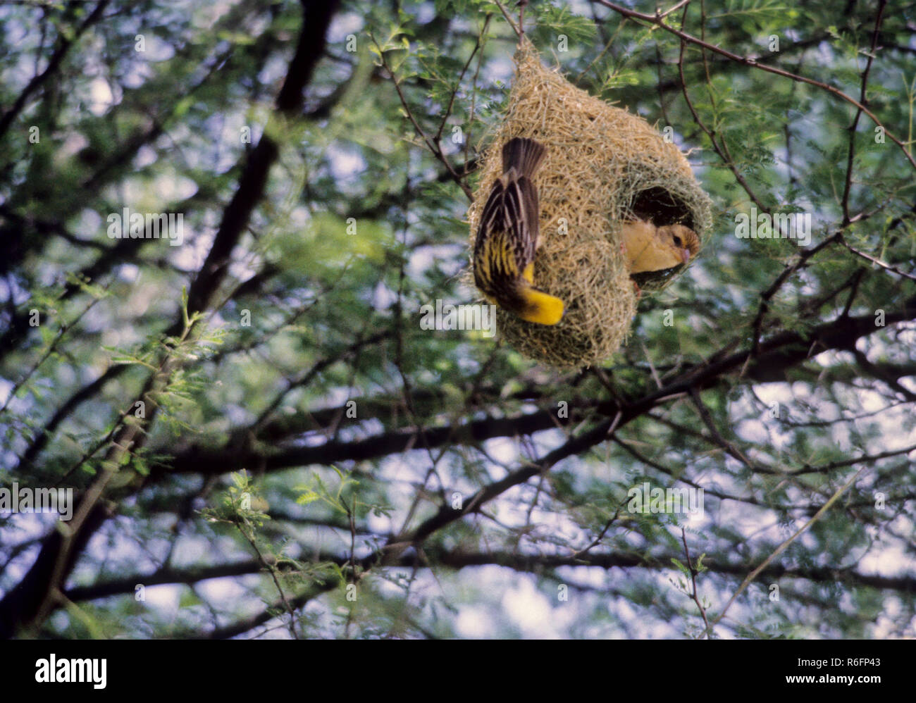 Birds, Baya weaver in nest (ploceus philippinus) india Stock Photo - Alamy